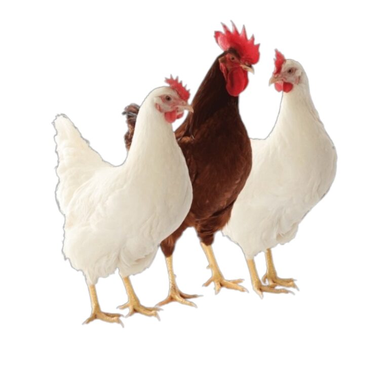 Fresh Broiler Chicken - KiyaGo